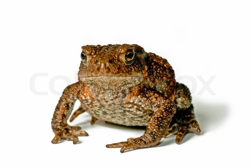 Small toad on white background facing ... | Stock image | Colourbox