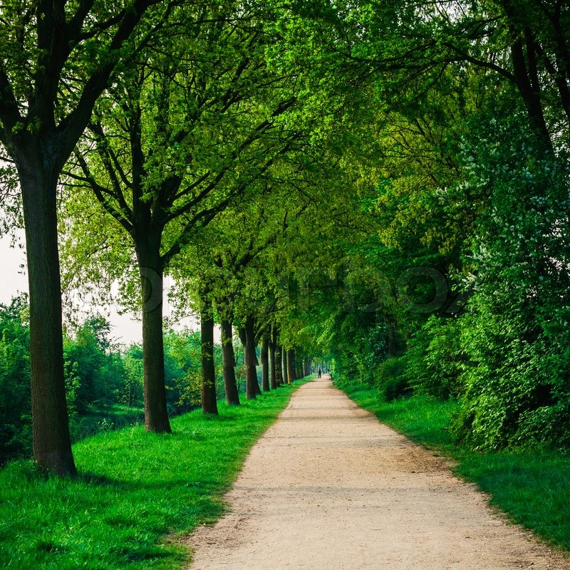 Beautiful green forest. forest park ... | Stock image | Colourbox