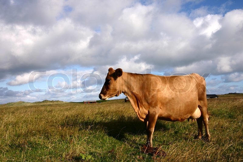 Cow in denmark | Stock image | Colourbox