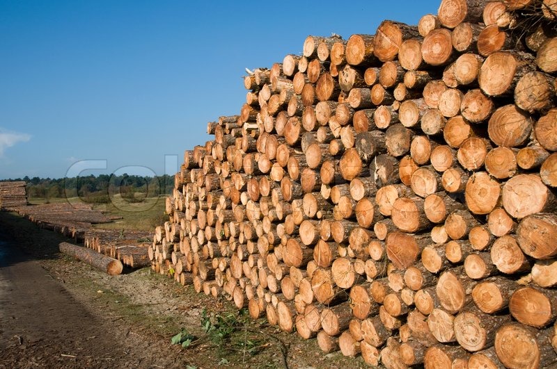 Wood from trees in piece for the ... | Stock image | Colourbox