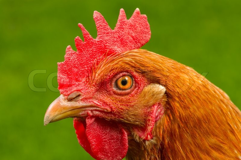 A close-up side view of a red chicken ... | Stock image | Colourbox