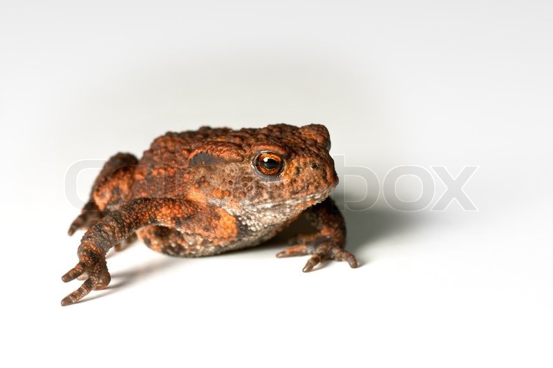 Colourful Toad sitting on a white ... | Stock image | Colourbox
