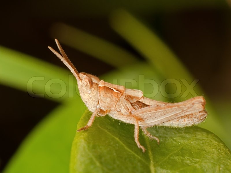 Very small grasshopper of the family ... | Stock image | Colourbox