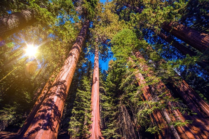 Giant Sequoias Forest. Sequoia National ... | Stock image | Colourbox