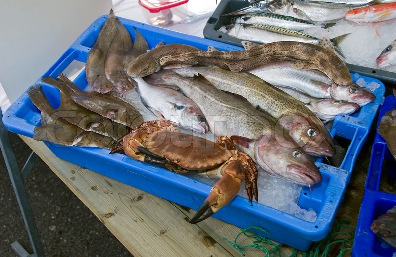 Fresh fish on the dutch fishmarket in ... | Stock image | Colourbox