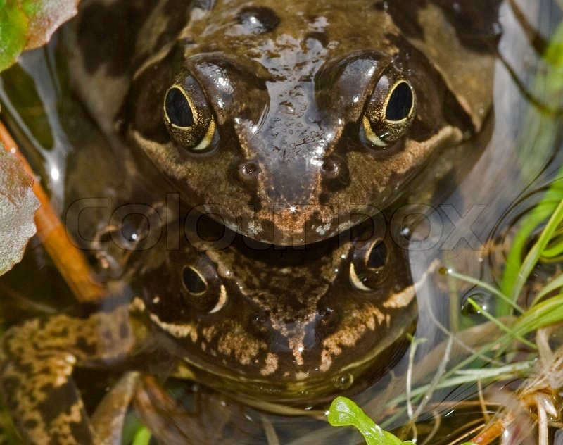 Amphibie, natur, wasser | Stockfoto | Colourbox