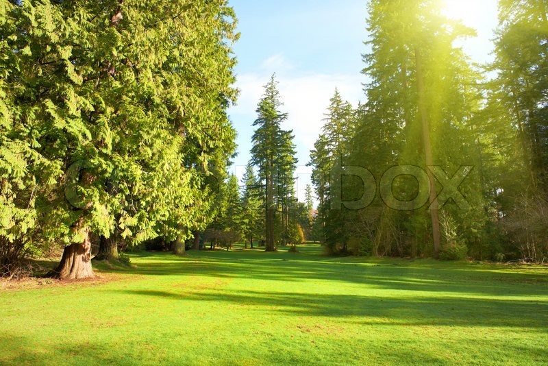 Green lawn with trees in park under ... | Stock image | Colourbox