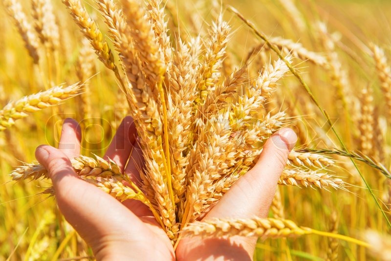 Wheat in the hands. Harvest time, ... | Stock image | Colourbox