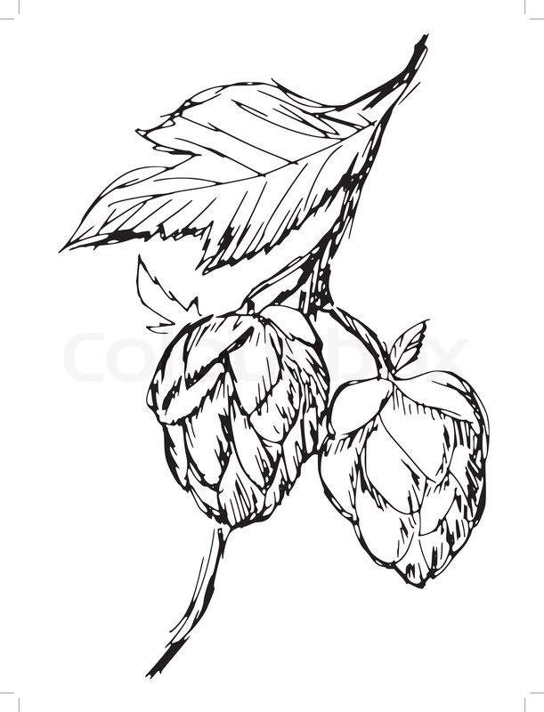 Hopfen, lebensmittel, essen | Vektorgrafik | Colourbox