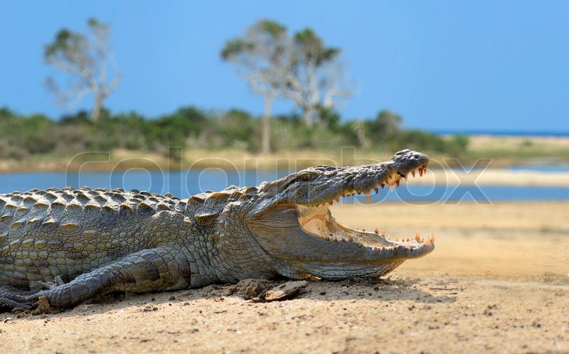 Krokodil, schlagkräftig, beißwerkzeuge | Stockfoto | Colourbox