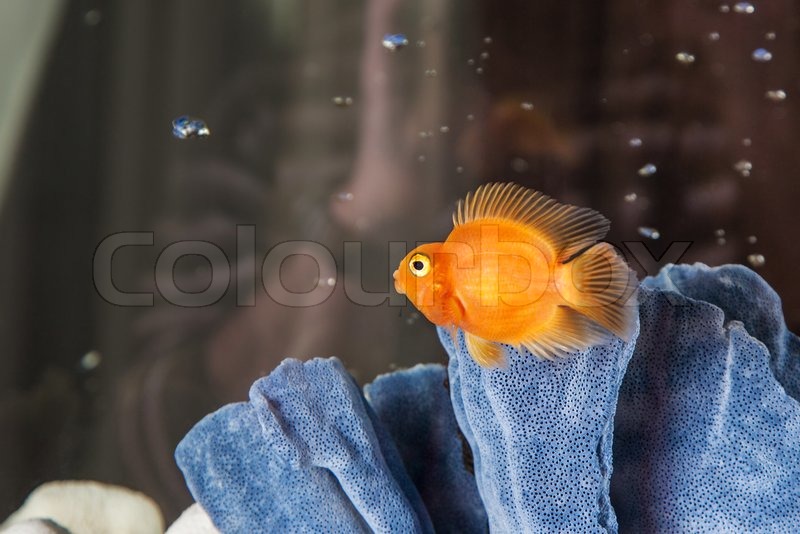 Parrot cichlids swimming in aquarium on ... | Stock image | Colourbox