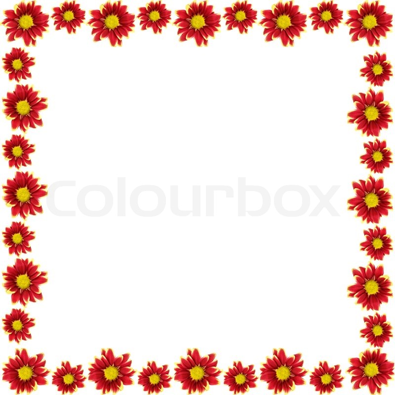 Frame of red flower isolated on white ... | Stock image | Colourbox