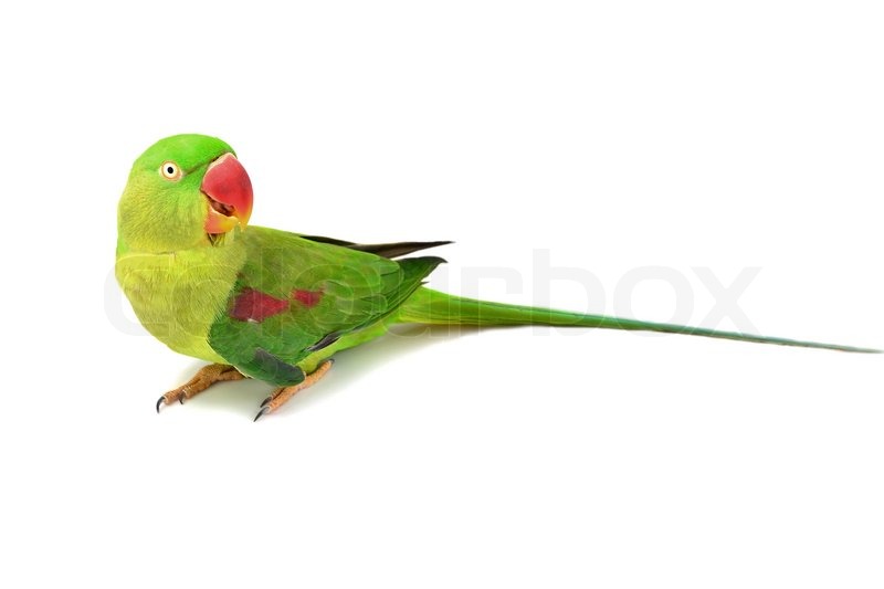 Closeup Female Alexandrine Parakeet ... | Stock image | Colourbox