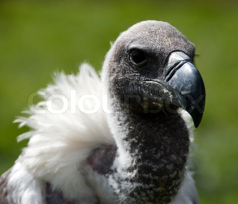 Vulture bird | Stock image | Colourbox