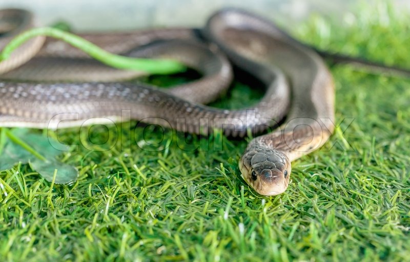 Cobra snake in the background of green ... | Stock image | Colourbox