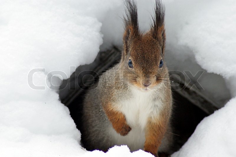 Angry looking red squirrel | Stock Photo | Colourbox