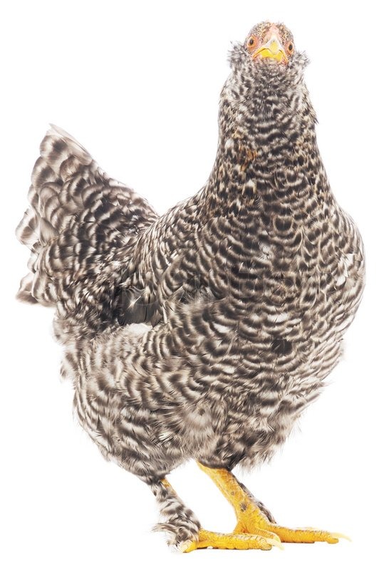Grey hen isolated on white, studio shot | Stock image | Colourbox