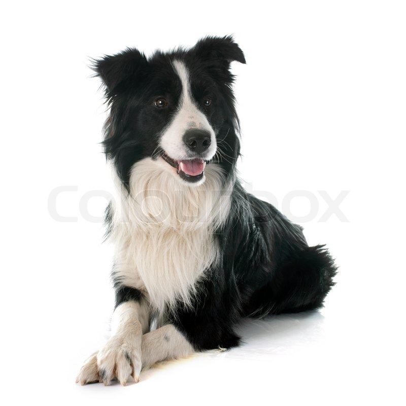 Purebred Border Collie