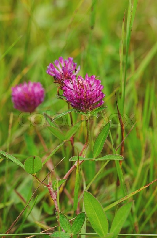 Pink clover flowers in spring, shallow ... | Stock image | Colourbox