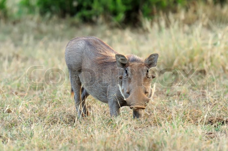 Warthog on the National Park of Kenya, ... | Stock image | Colourbox