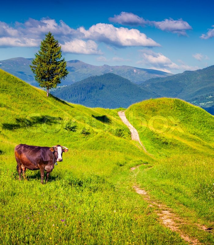 Cattle on a mountain pasture. Summer ... | Stock image | Colourbox