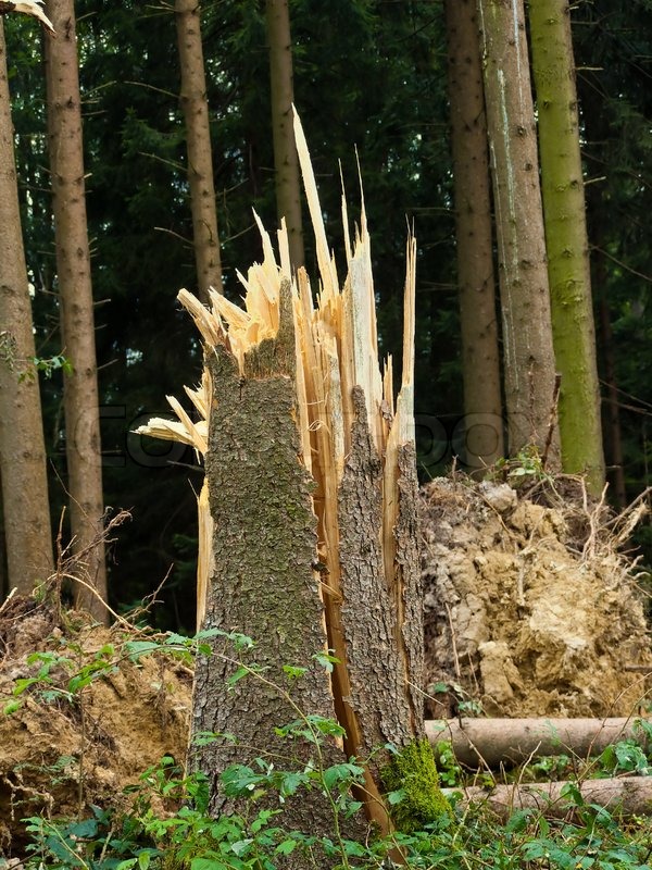 Storm damage. Fallen trees in the ... | Stock image | Colourbox