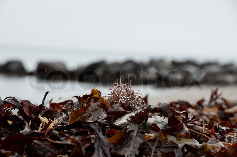 Tang med dug på stranden - Algae with ... | Stock foto | Colourbox