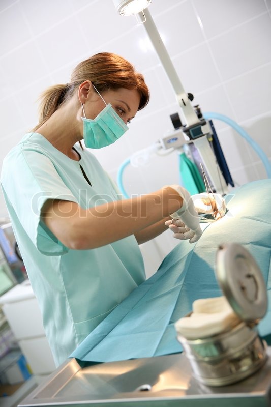 Veterinarian doing surgery on animal | Stock image | Colourbox