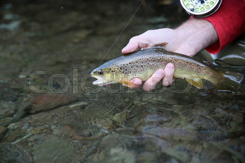 Closeup of fario trout in fisherman's ... | Stock image | Colourbox