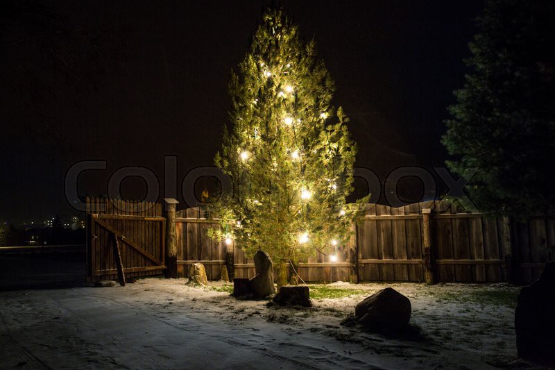 Outdoor shot of big christmas tree ... | Stock image | Colourbox