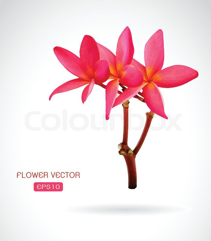 Vector image of frangipani flower on ... | Stock vector | Colourbox