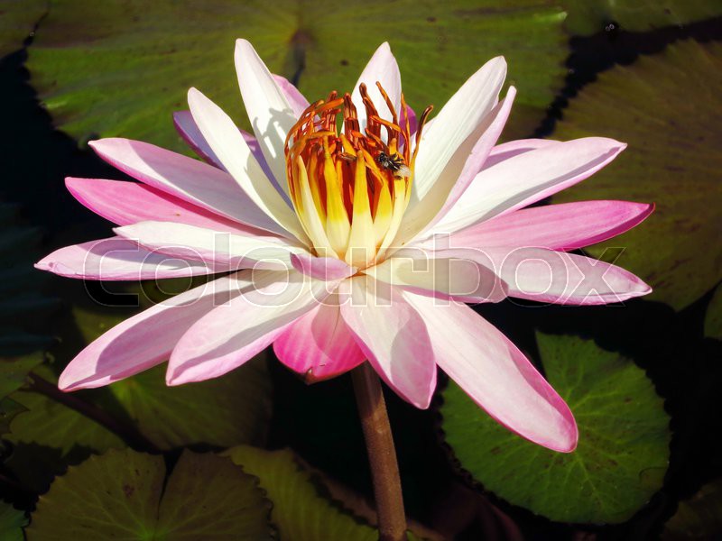 Close up lotus flower on the water | Stock image | Colourbox