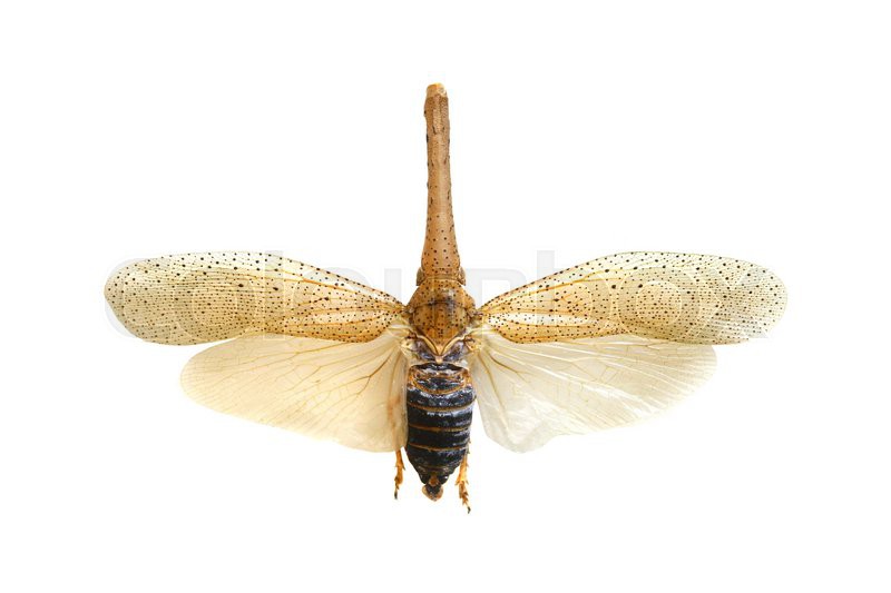 Colorful cicada isolated on white ... | Stock image | Colourbox