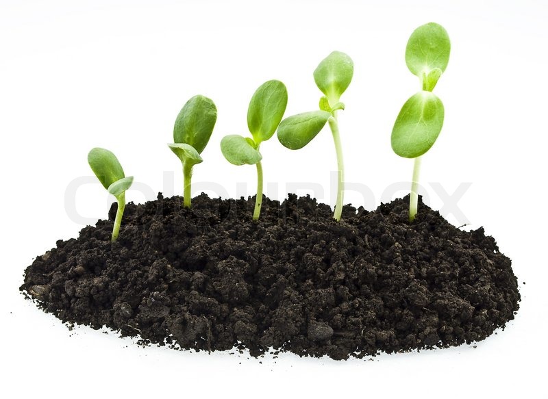 Spire, plante, udvikling | stock foto | Colourbox