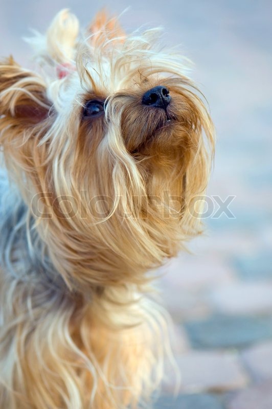 Pink Nose Yorkie