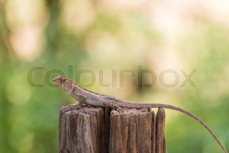 Changeable Lizard