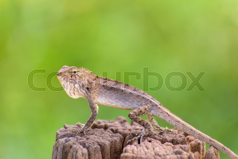 Changeable Lizard
