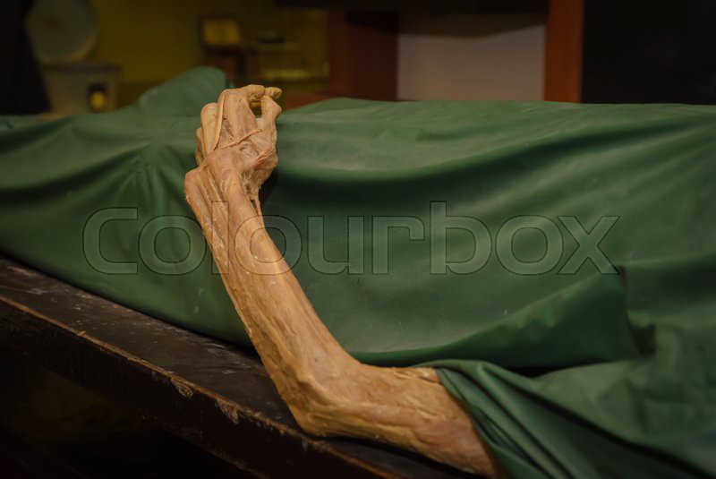 The dead body. Focus on hand decay. | Stock image | Colourbox