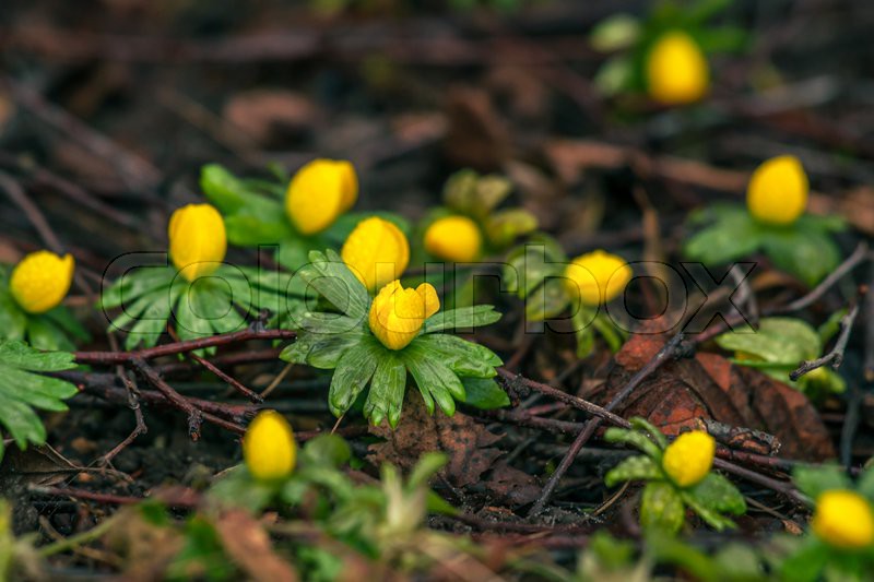 Yellow eranthis flowers blooming ag ... | Stock image | Colourbox