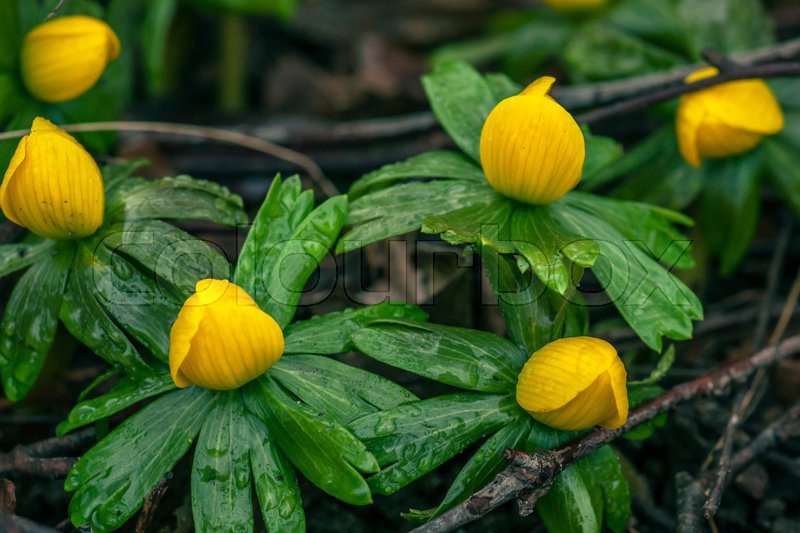 Yellow eranthis flowers blooming ag ... | Stock image | Colourbox