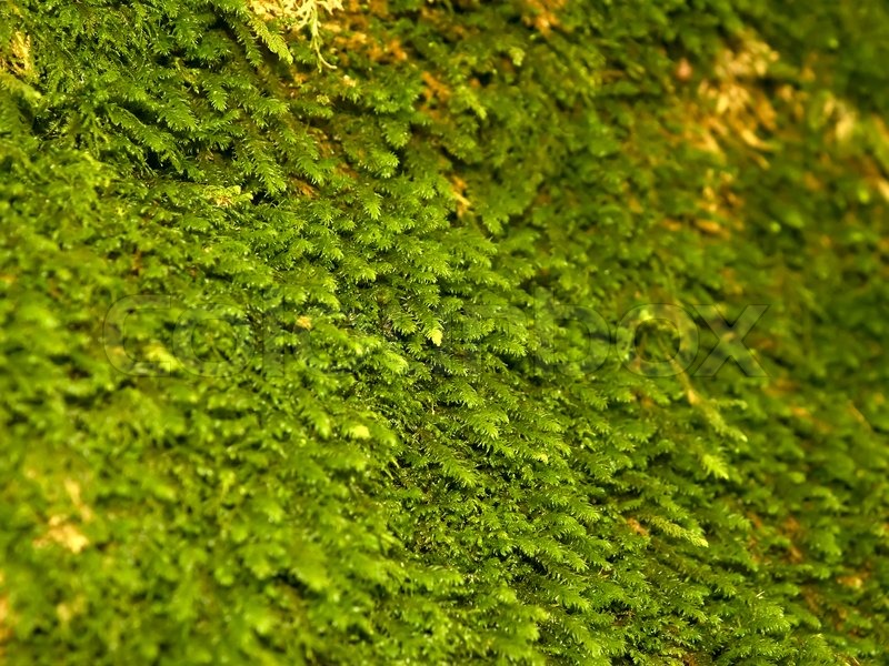 Moss plants texture | Stock image | Colourbox