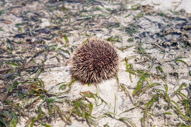 The sea hedgehog lays on a sea sand | Stock image | Colourbox