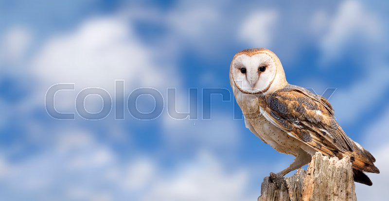 A barn owl perched on a dead tree stump ... | Stock image | Colourbox