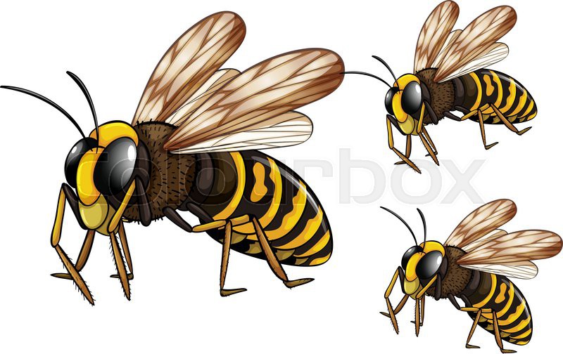 Illustration of three wasps flying | Stock vector | Colourbox