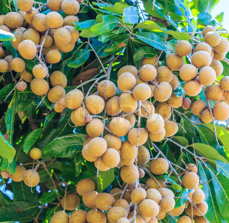 Longan orchards -Tropical fruits longan ... | Stock image | Colourbox