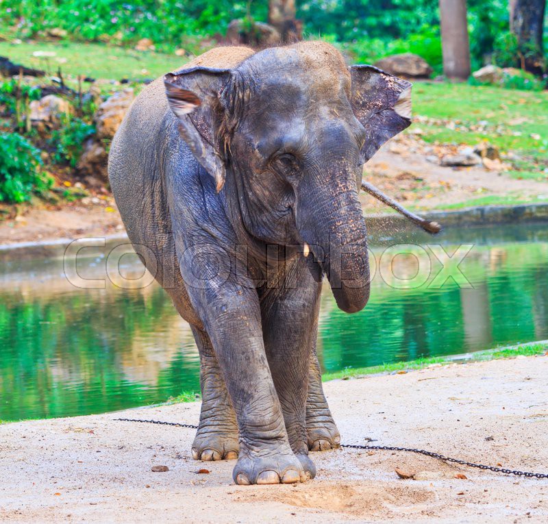 Asia elephant southeast Asia Thailand | Stock image | Colourbox