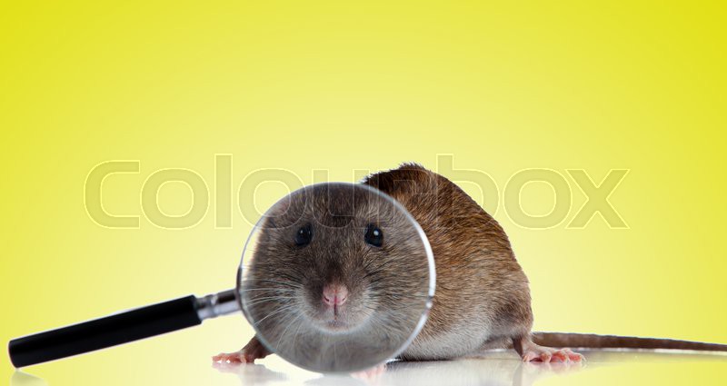 Funny rat. | Stock image | Colourbox