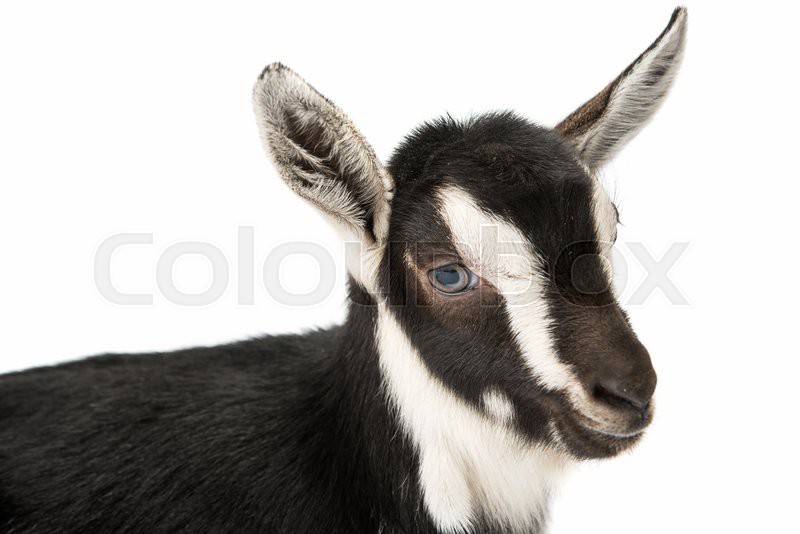 Little goat isolated on white ... | Stock image | Colourbox