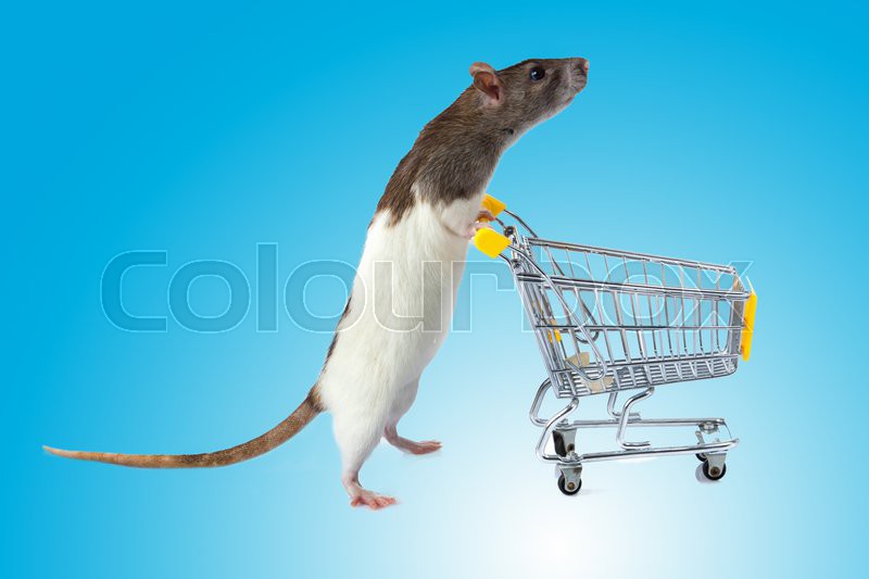 Rat with shopping cart on blue ... | Stock image | Colourbox