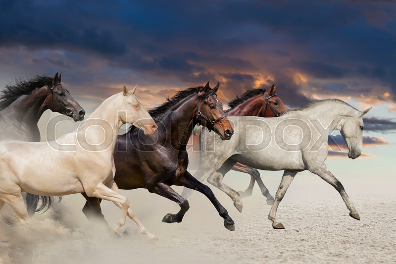 Five horse run gallop in desert at ... | Stock image | Colourbox